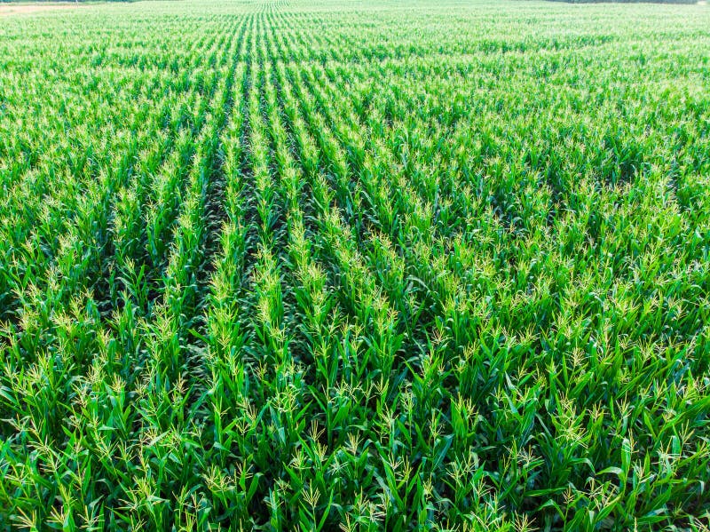 Aerial View of Corn Field Top View. Stock Photo - Image of field ...