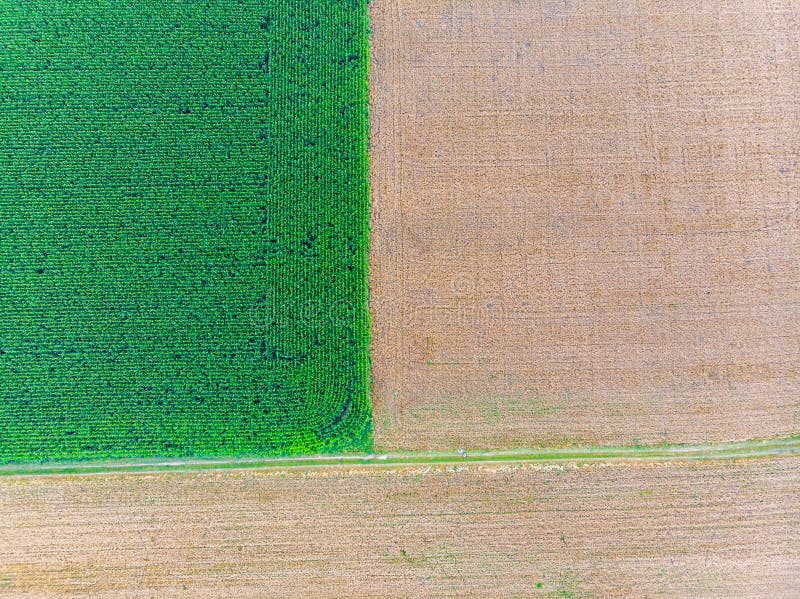 Aerial View of Corn Field Top View. Stock Image - Image of grass, farm ...