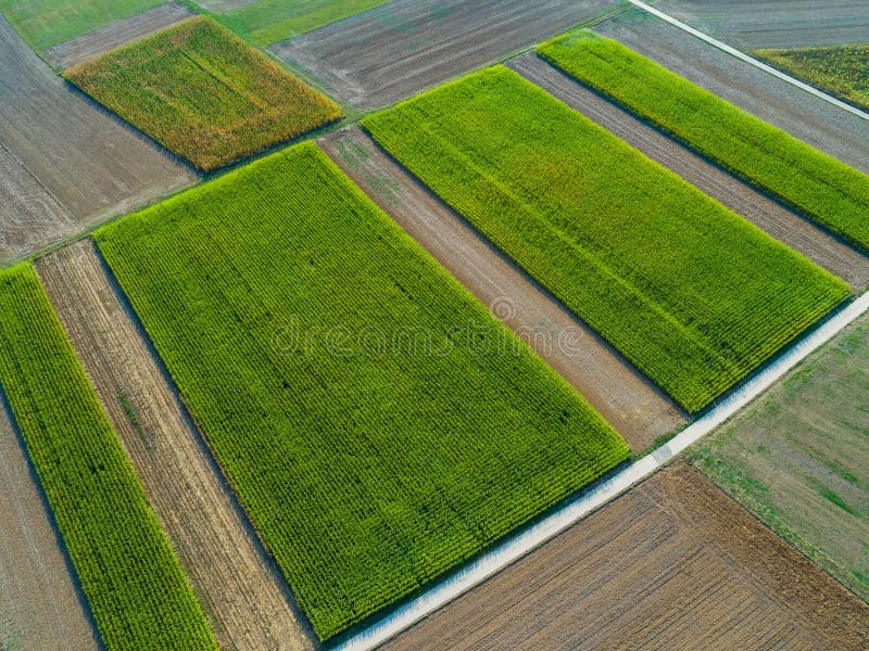 Aerial View of Corn Fields in Late Summer Stock Photo - Image of wheat ...