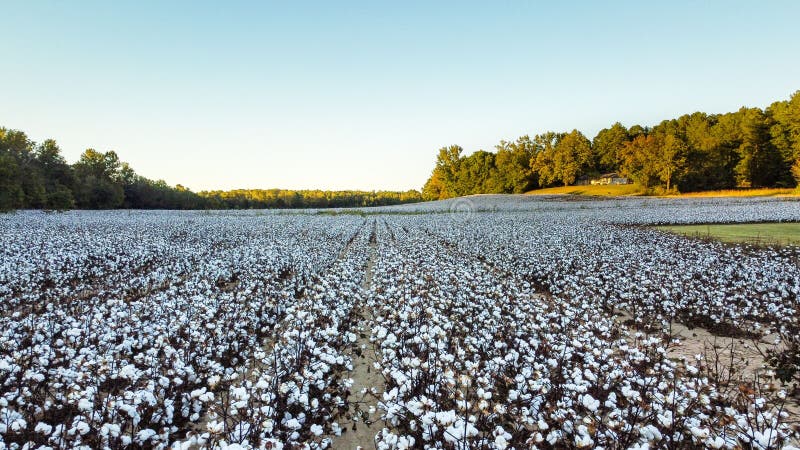 Aerial View of Cotton Field Surrounded by Dense Trees Stock Image ...
