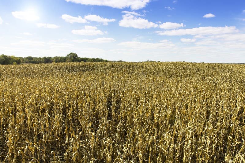 Aerial View of the Country Field Stock Image - Image of country, meadow ...