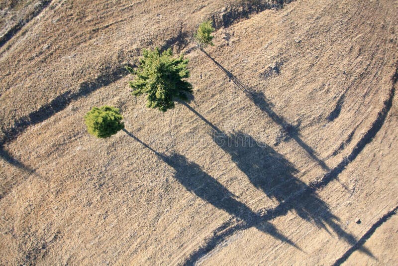 Aerial View of a Country Road and Pine Trees Stock Photo - Image of ...