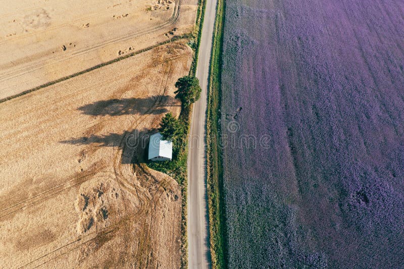 Aerial View Country Road with Violet Fields in Finland Stock Image ...