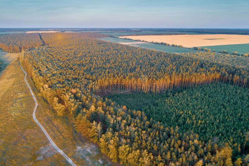 Aerial View of Pine Forest at Sunset Stock Image - Image of land, pine ...