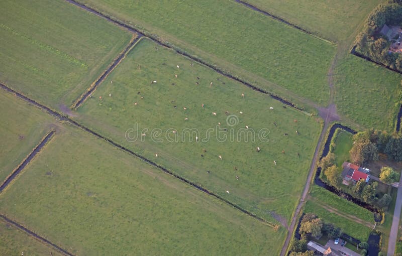Aerial View of Cows in the Field Editorial Photo - Image of drone ...