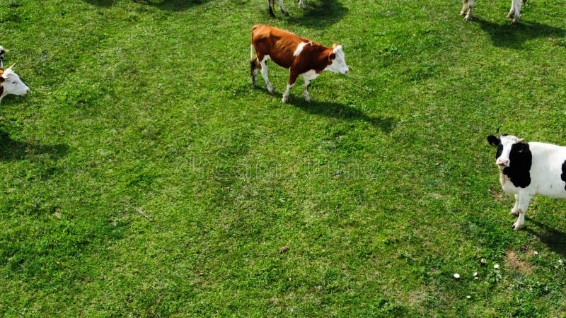 Aerial View of Cows in the Green Meadow Stock Photo - Image of cattle ...