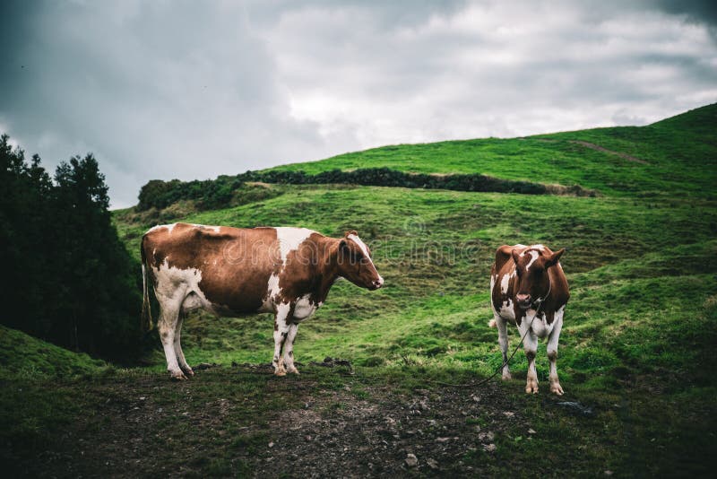 Aerial View of Cows Standing in Greenery Fields Stock Photo - Image of ...