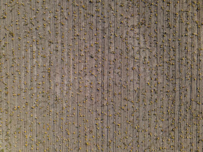 Aerial View of Cultivated Brown Soil Stock Photo - Image of landscape ...