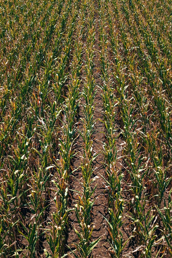 Aerial View of Cultivated Corn Crop Rows in Field from Drone Pov Stock ...