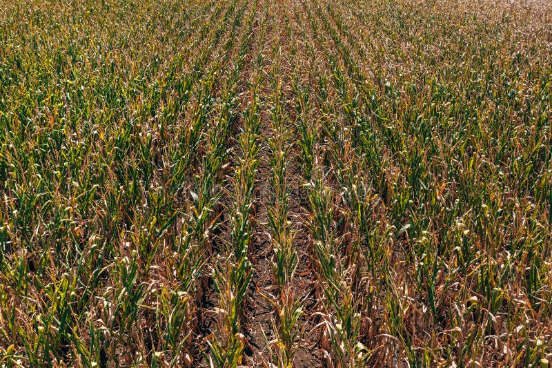 Aerial View of Cultivated Maize Crop Rows in Field from Drone Pov Stock ...