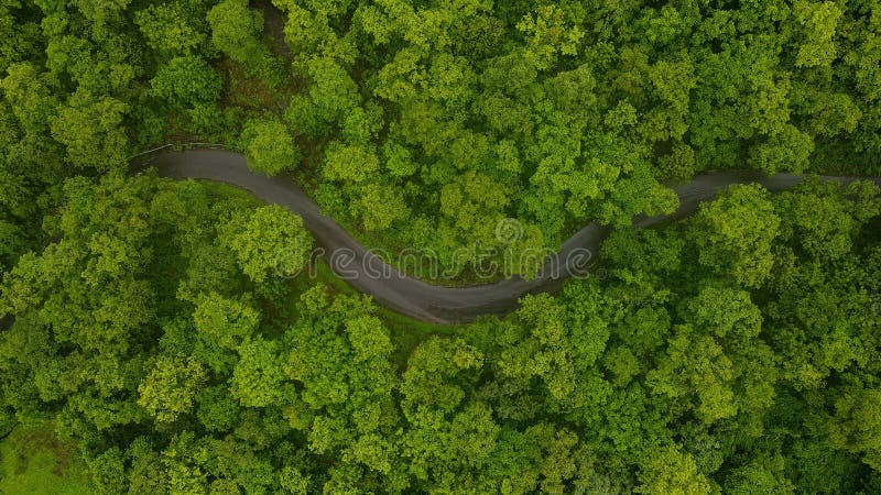 Aerial View of a Curving Road in the Middle of Tropical Dense Forest ...