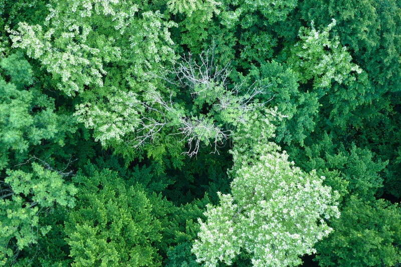 Aerial View of Dark Lush Forest with Blooming Green Trees Canopies in ...
