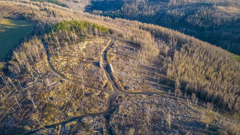 Aerial View of a Dead Forest and Bare Trees on a Mountain Near ...