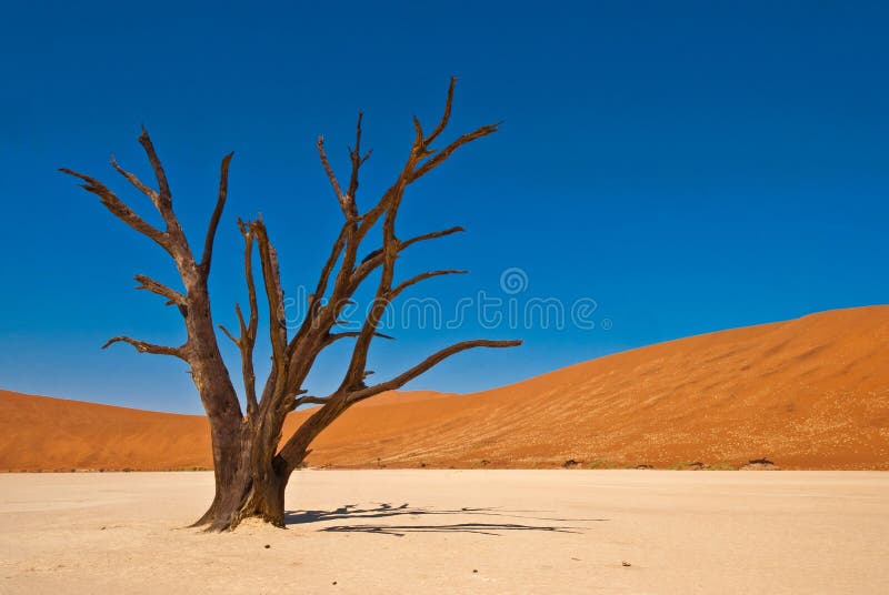 Aerial View of Dead Tree in Desert Stock Image - Image of tree ...