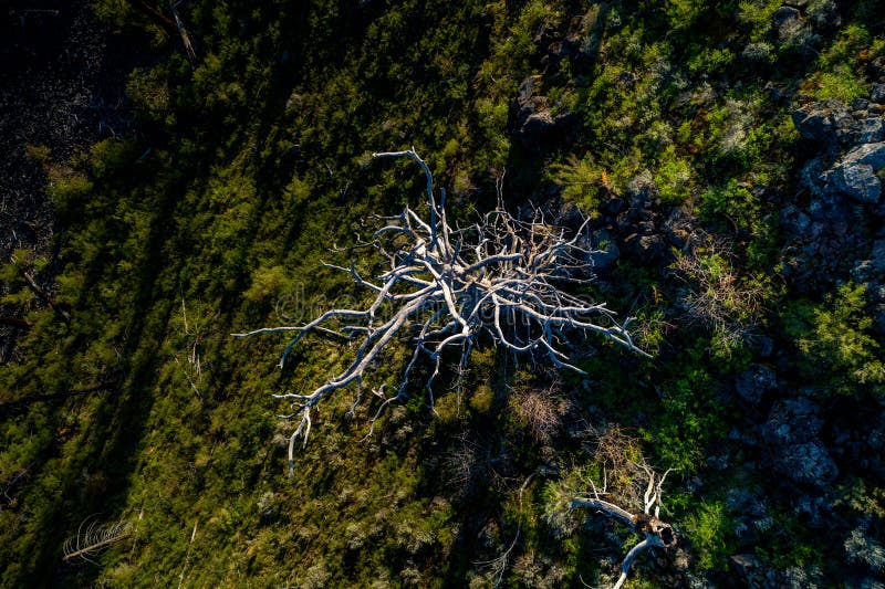 Aerial View of a Dead Tree Limbs and Green Grass Stock Image - Image of ...