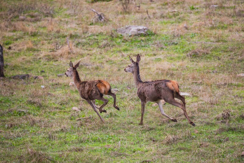 Aerial View of Deer Running on Grassland Stock Photo - Image of grasses ...
