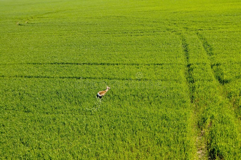 Aerial View of Deer Running in Green Crops Field Stock Photo - Image of ...