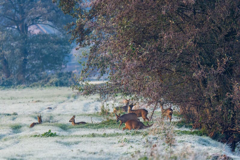 Aerial View of Deer Standing on Field Stock Photo - Image of standing ...
