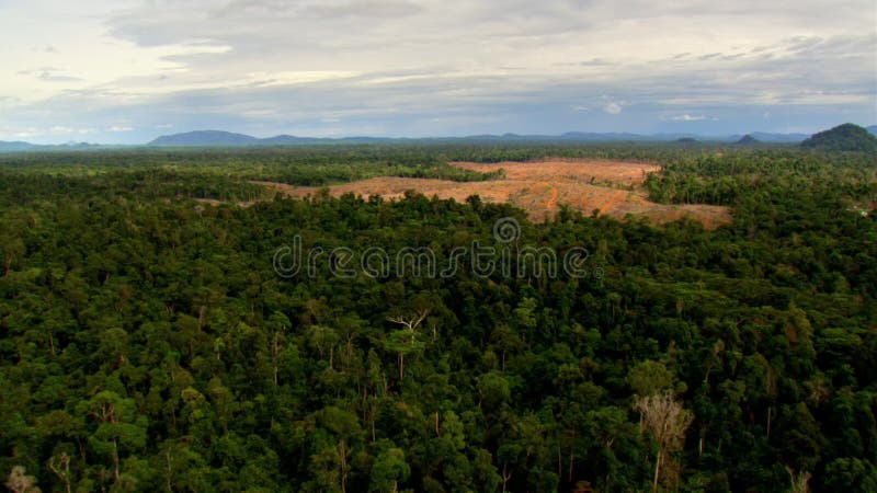 Forest Fire with Thick Smoke Polluting the Air Stock Video - Video of ...