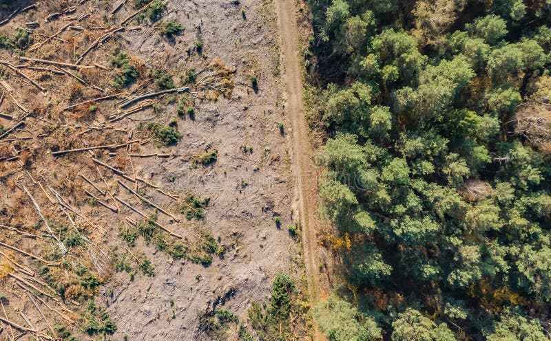 Destroyed Forest in the Poland Stock Photo - Image of plantation ...