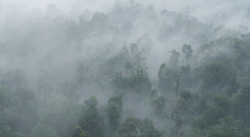 Aerial View of Dense, Cloud Covered Jungle in Malaysia. Stock Photo ...