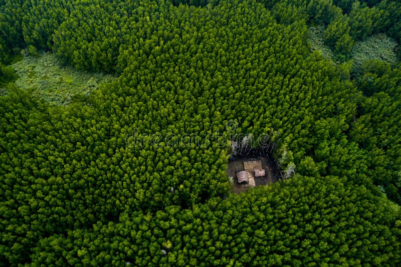 Aerial View of a Dense Forest Stock Image - Image of forest, tranquil ...