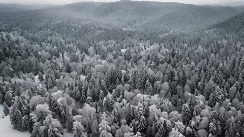 Aerial View of a Dense Forest Blanketed in Snow during a Snowfall ...