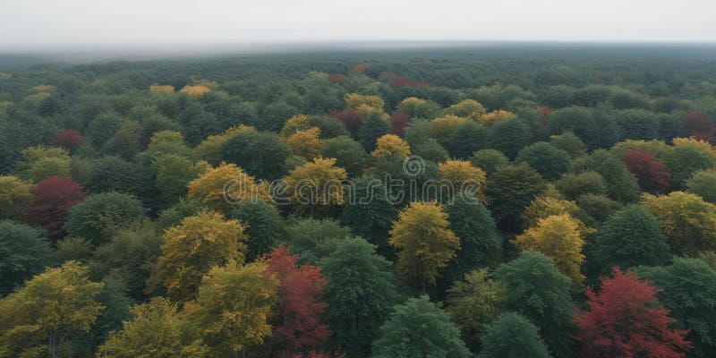 Aerial View of a Dense Forest Canopy Stretching To the Horizon. Stock ...