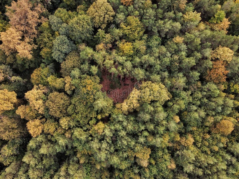 Aerial View of a Dense Forest with Green Trees Stock Image - Image of ...