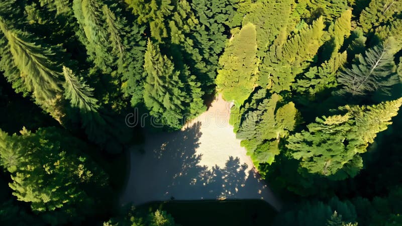 Aerial View of a Forest Clearing, Sunlight Illuminating a Sandy Area ...