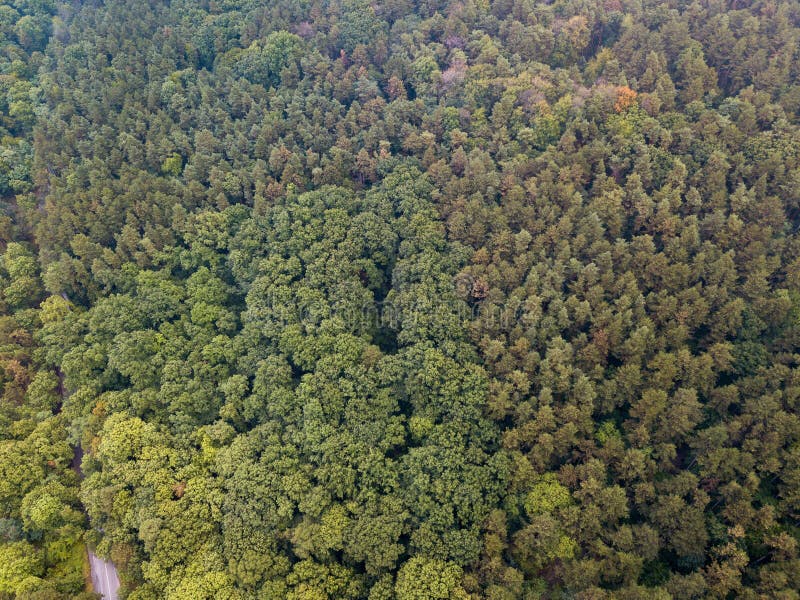 Aerial View of Dense Green Forests Stock Photo - Image of plants, hills ...