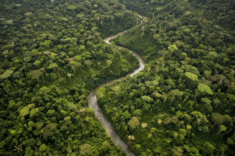 Aerial View of Dense Jungle Ecosystem with Winding Rivers and ...