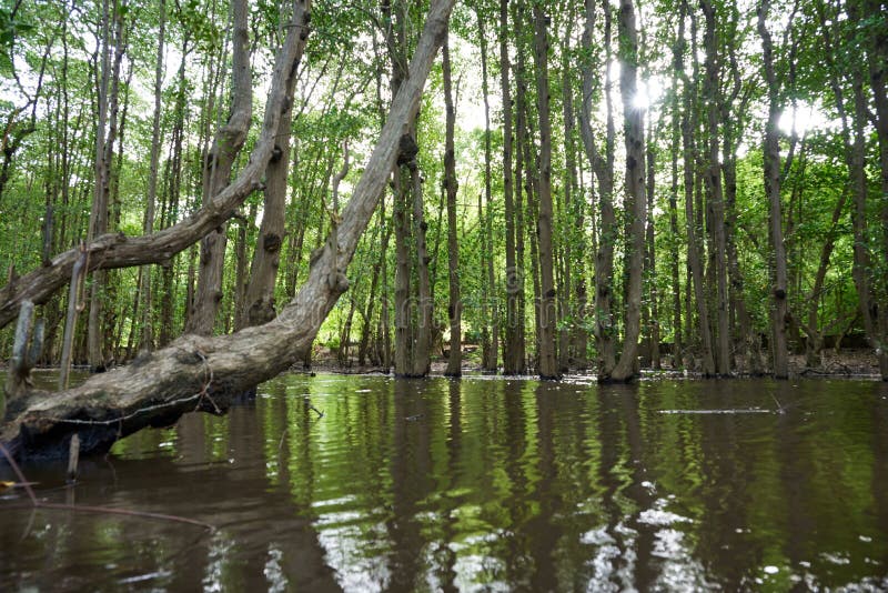 Aerial View of Dense Trees Growing in Water Stock Image - Image of ...