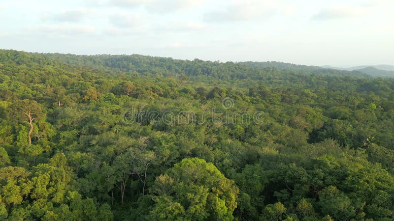 Aerial View of a Dense Tropical Rainforest in Thailand. Stock Footage ...