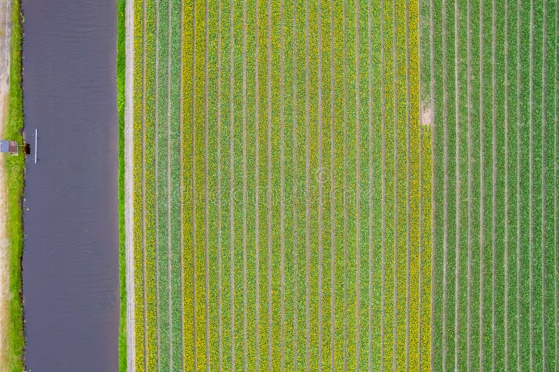 Aerial View of Diagonal Pattern of Fields in Netherlands Countryside ...