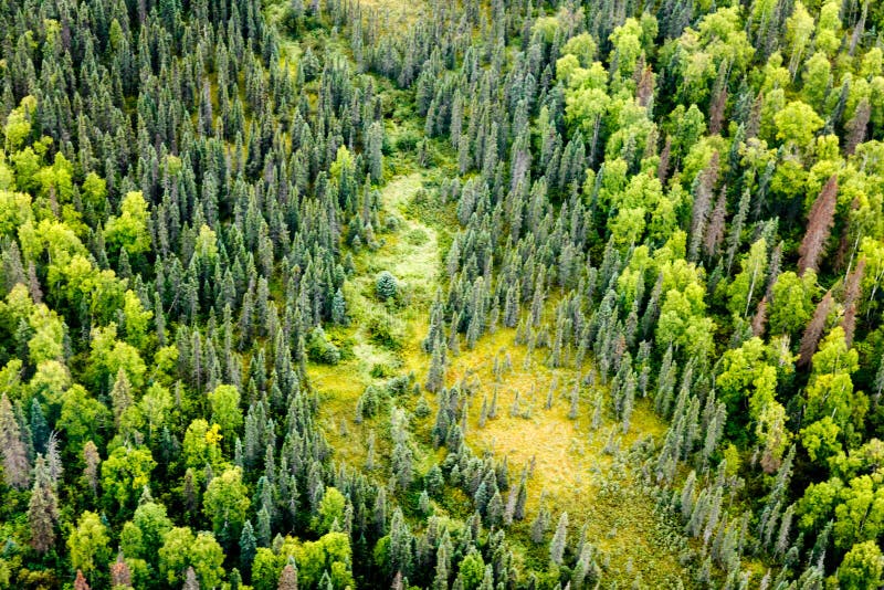 Aerial View of the Different Vegetation of the Taiga Forest Stock Image ...