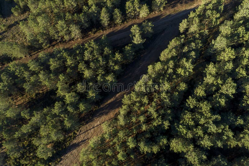 Overhead View of a Pine Forest at Sunset Stock Image - Image of ...