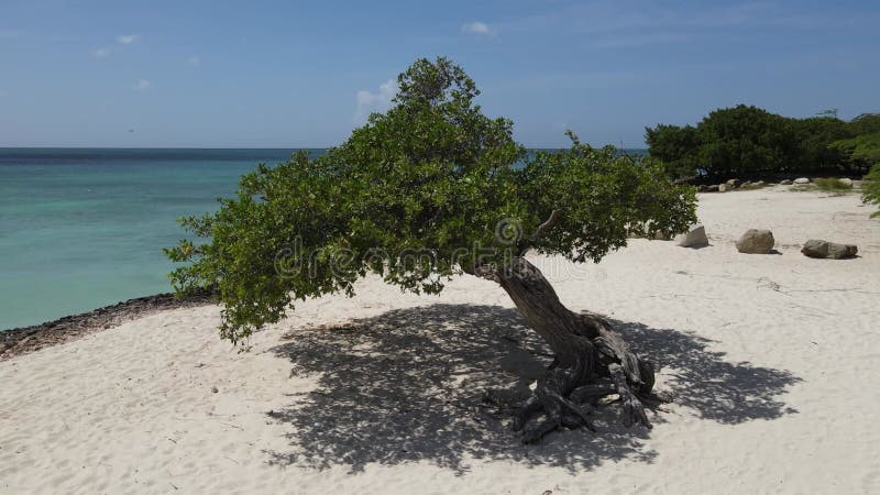 Aerial View of Divi Divi Tree at Eagle Beach in Aruba Stock Footage ...