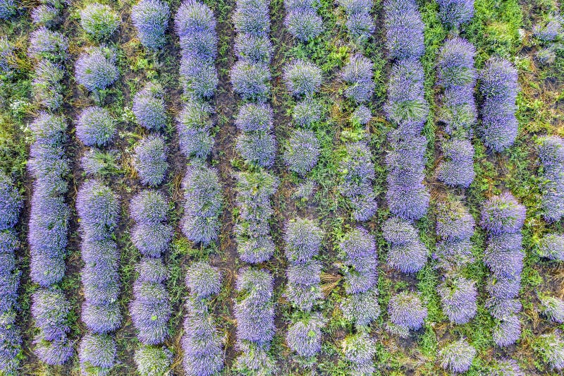 Aerial View from a Drone To a Lavender Field. Stock Photo - Image of ...