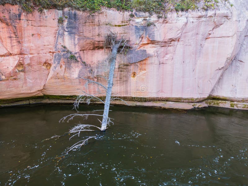 1,242 Top View Tree Roots Stock Photos - Free & Royalty-Free Stock ...
