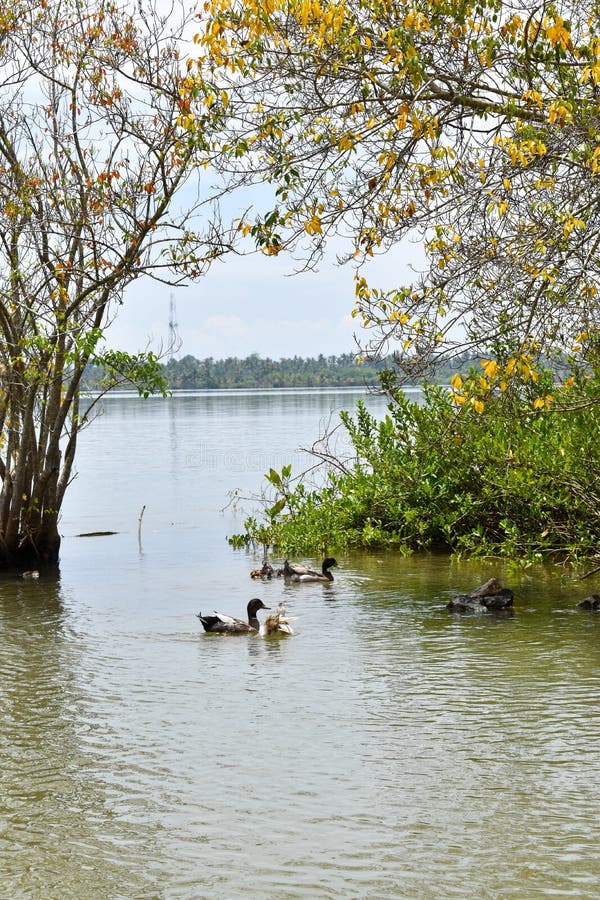 Aerial View of Ducks Swimming in Green Water Stock Photo - Image of ...