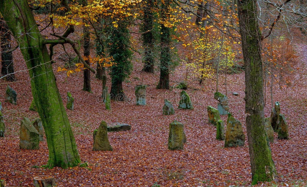 Aerial View of Duffryn Woods in Forest Stock Photo - Image of forest ...