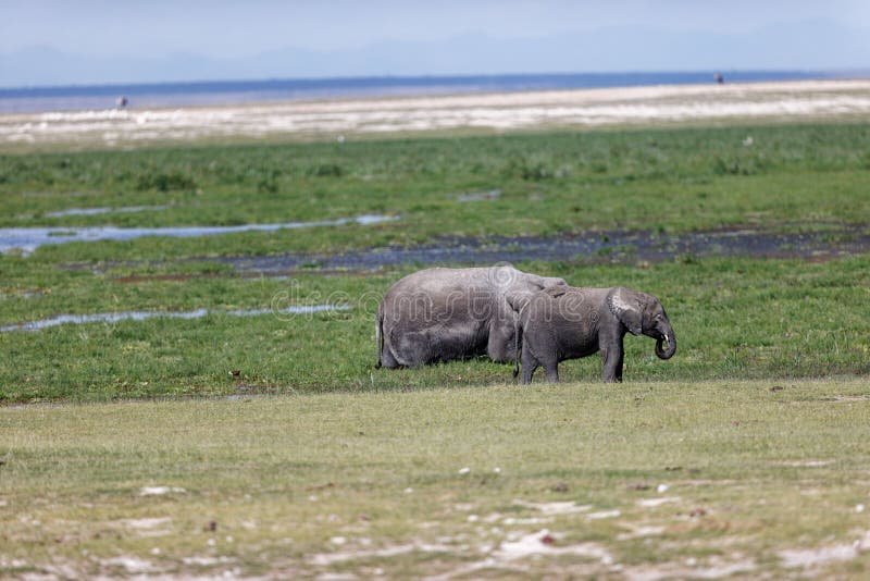 Aerial View of Elephants Standing in Greenery Field Stock Photo - Image ...