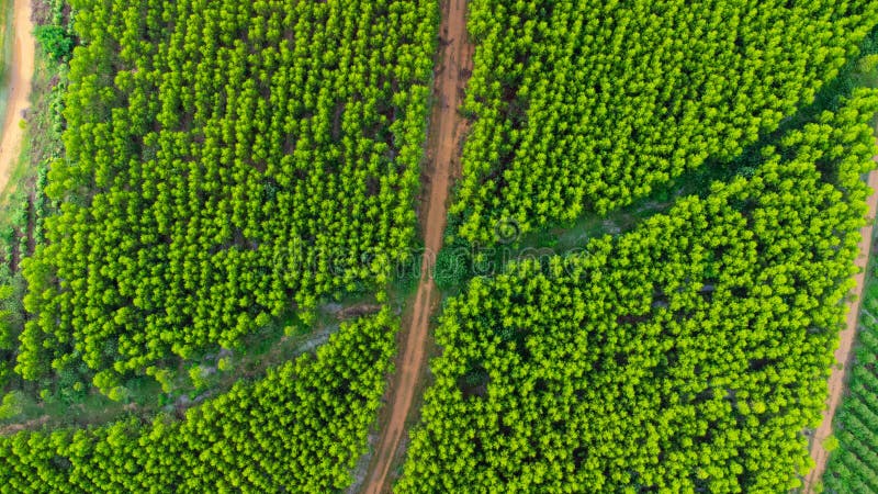 Aerial View of Eucalyptus Plantation in Thailand. Aerial Capture with ...
