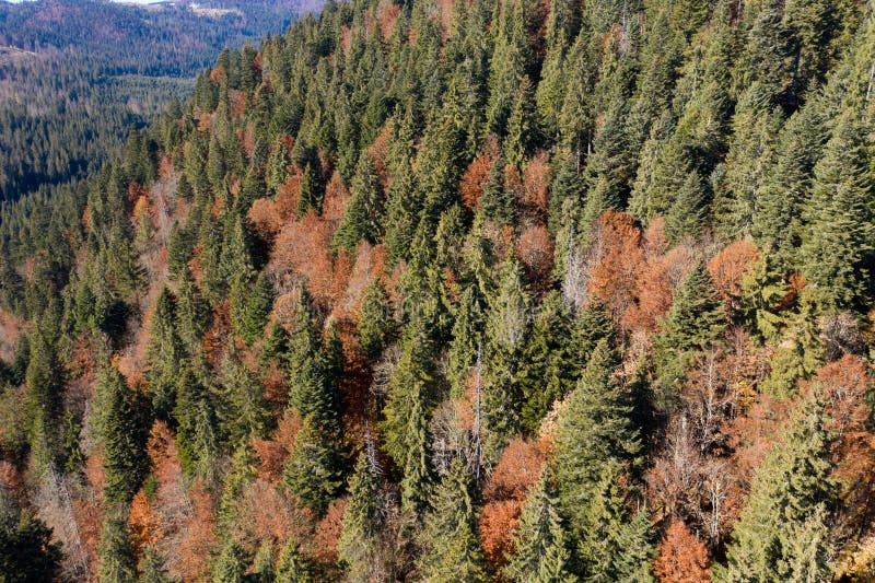 9,619 Aerial View Evergreen Forest Stock Photos - Free & Royalty-Free ...