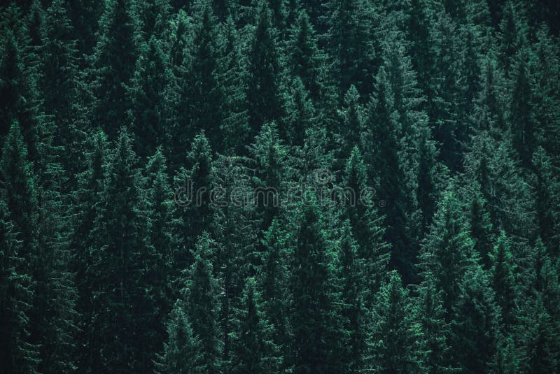 Aerial View of Evergreen Trees in a Deforest Stock Photo - Image of ...