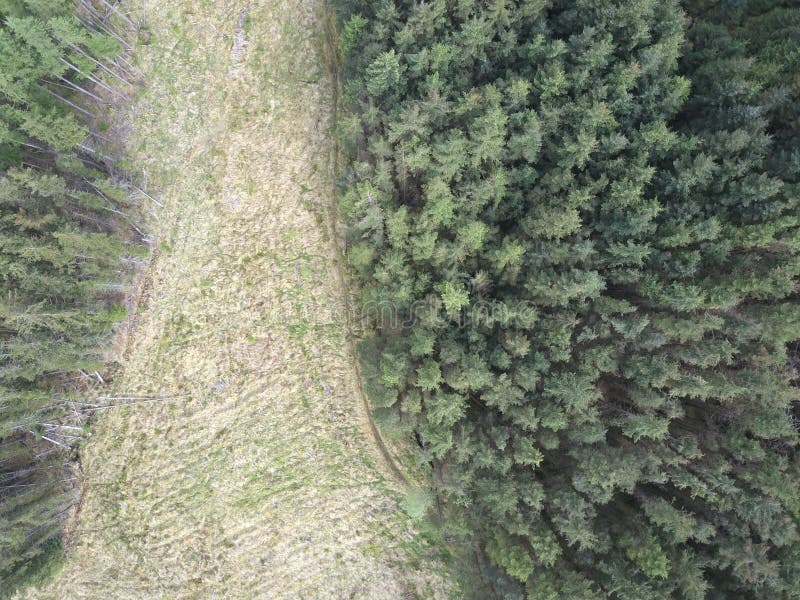 Aerial View of Evergreen Trees in the Forest Stock Image - Image of ...