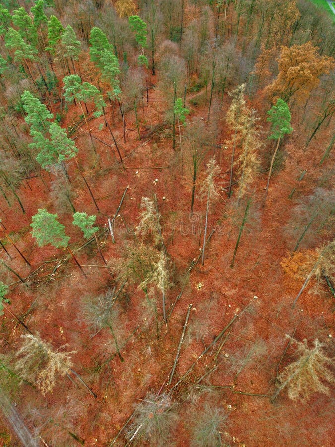 Aerial View of Fall Foliage Trees in the Forest Stock Image - Image of ...