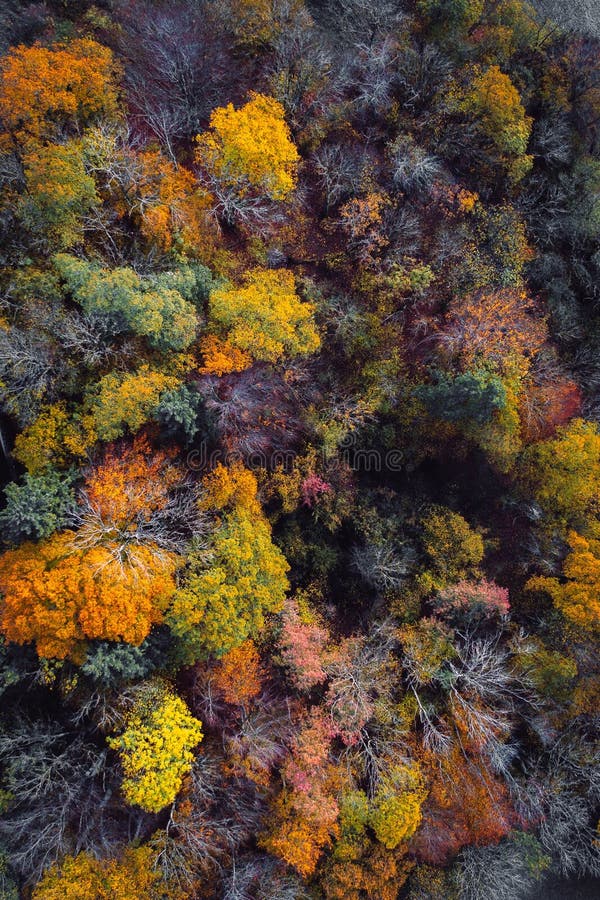 Aerial View of Fall Trees in Forest- Perfect for Backgrounds Stock ...