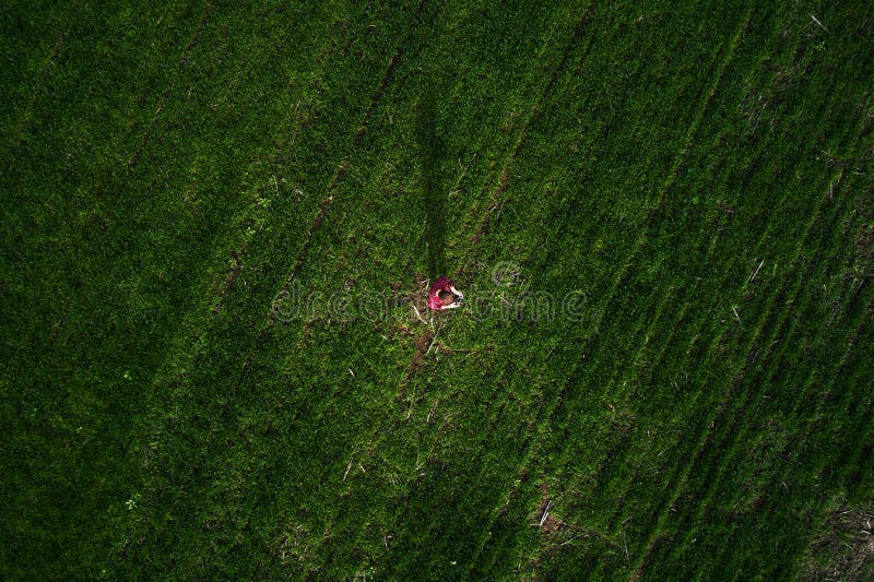 Aerial View of Farmer Holding Drone Remote Controller in Wheat Seedling ...